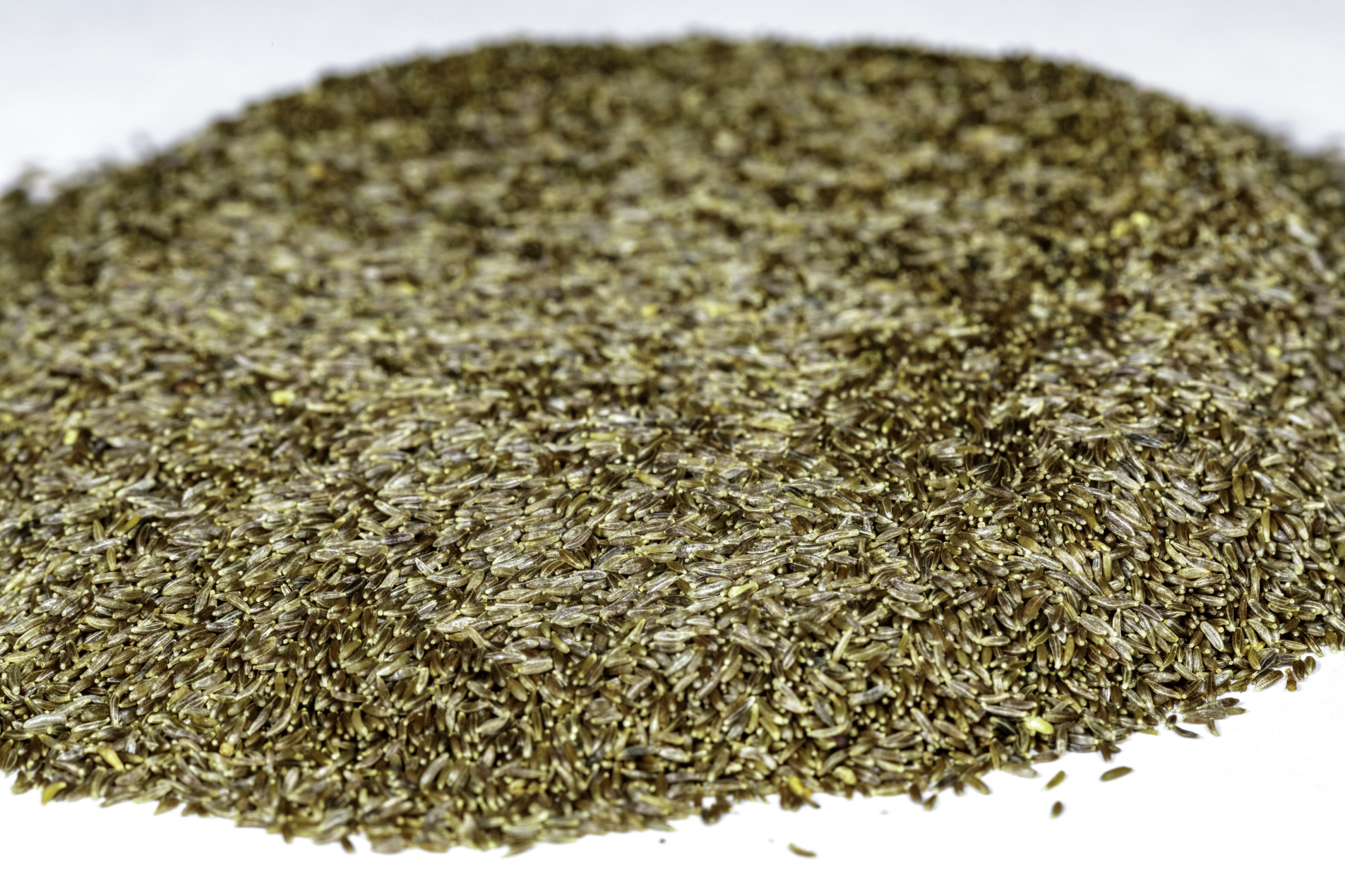 Artemisia Vulgaris Seeds NDG Botanicals
