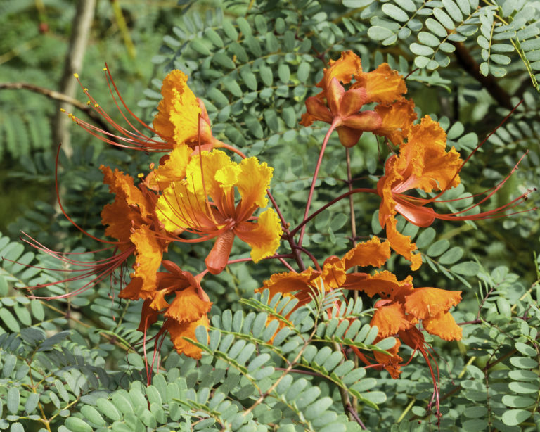 Caesalpinia pulcherrima Seeds – NDG Botanicals