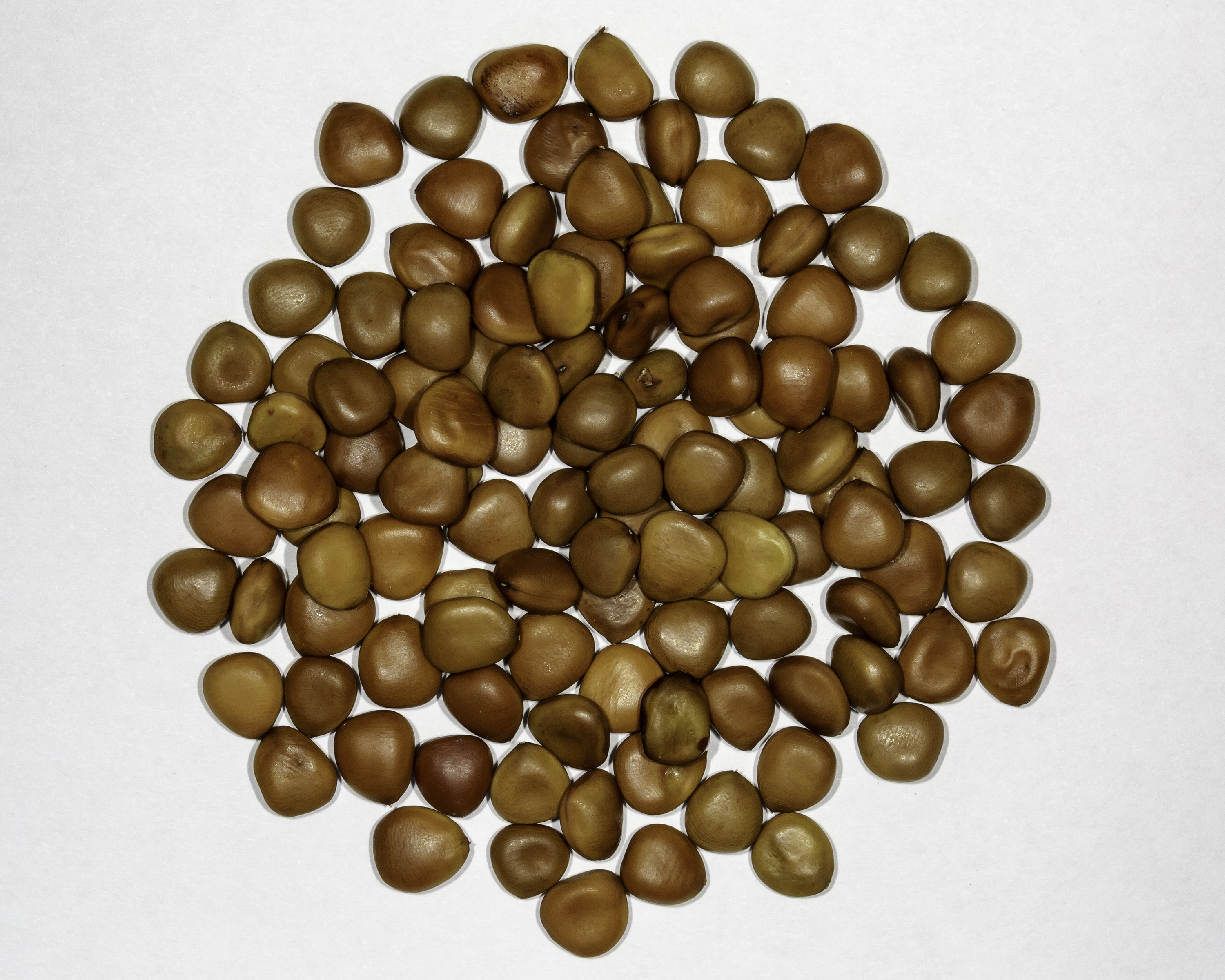 Caesalpinia pulcherrima Seeds – NDG Botanicals