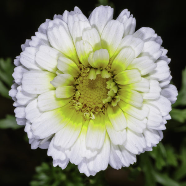 Chrysanthemum coronarium Seeds – NDG Botanicals