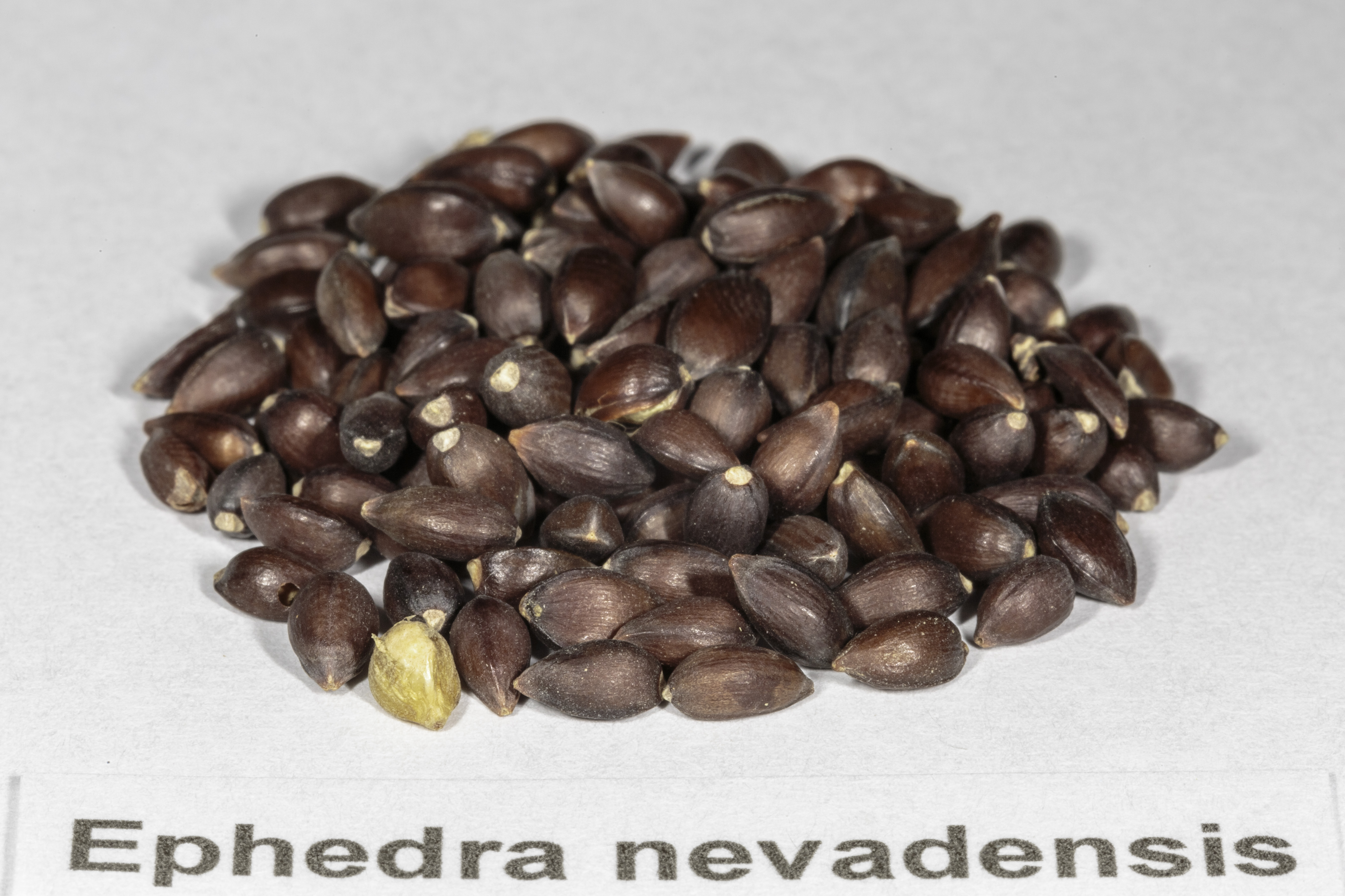 Ephedra nevadensis Seeds – NDG Botanicals