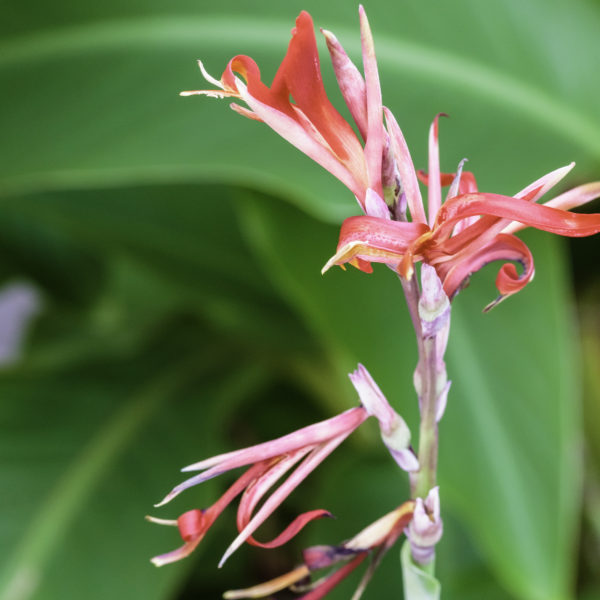 Canna edulis Seeds – NDG Botanicals