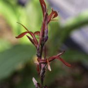 Canna edulis Seeds – NDG Botanicals