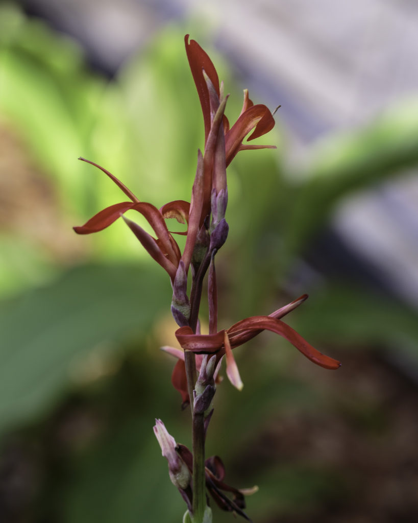 Canna edulis Seeds – NDG Botanicals