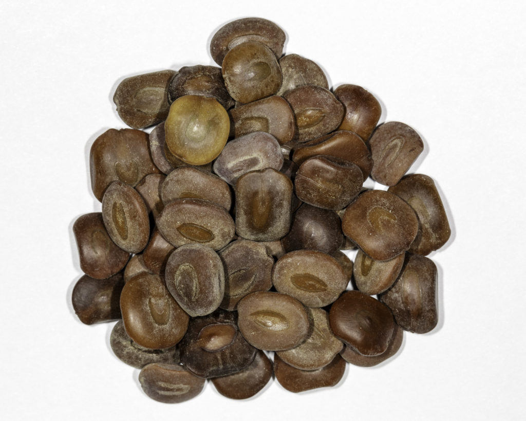 Acacia berlandieri Seeds – NDG Botanicals