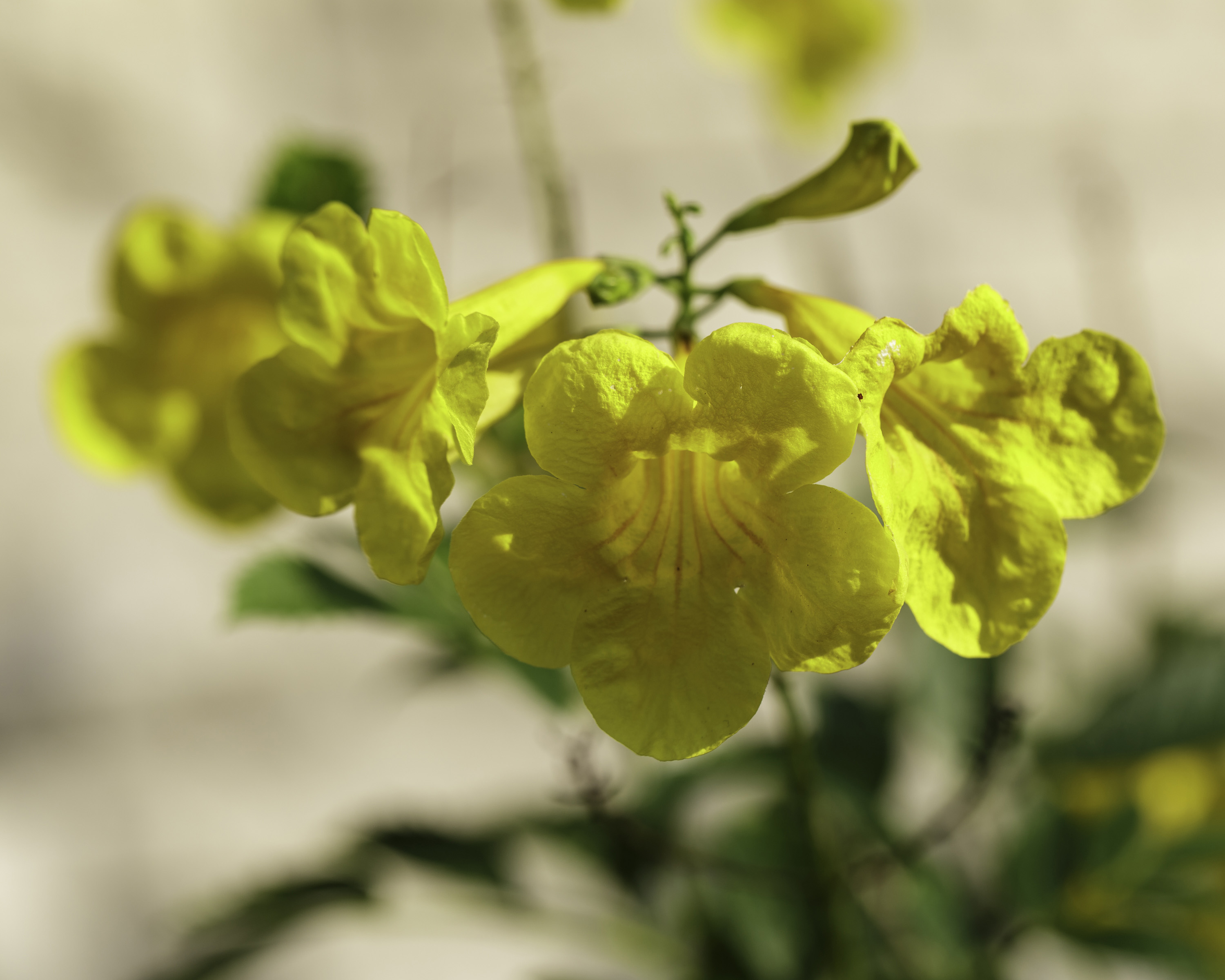 Tecoma stans (Esperanza) Seeds – NDG Botanicals